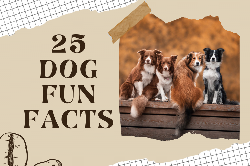 Amazing 25 fun facts about dogs. | Petzgram.com